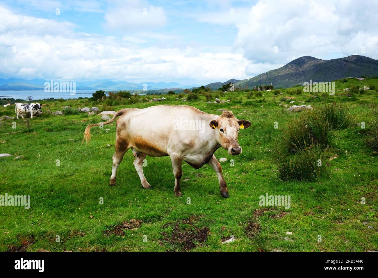 Cattle farm in the hills of the Beara Peninsula, County Cork, Ireland ...