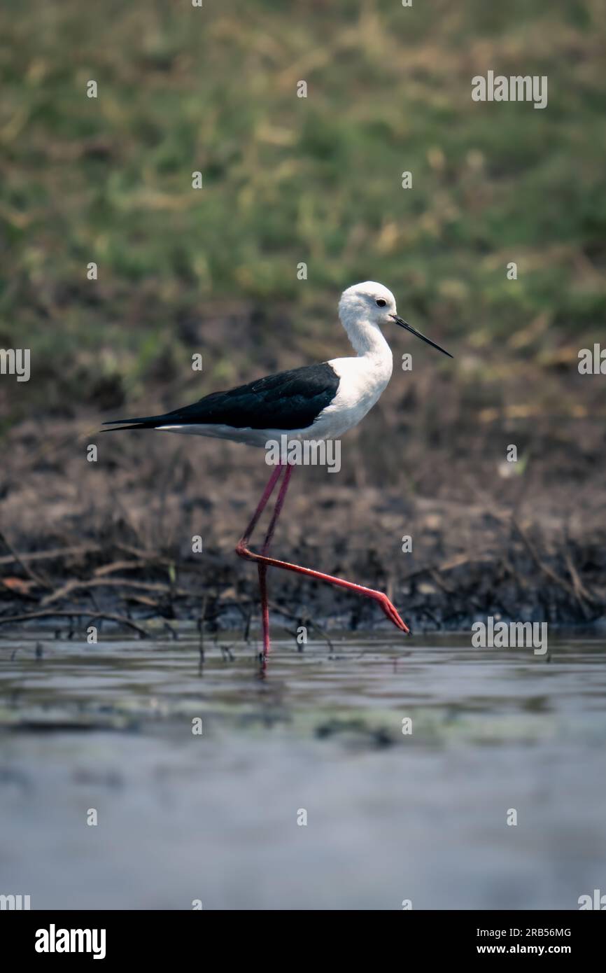 Black-winged stilt wades through river raising foot Stock Photo - Alamy