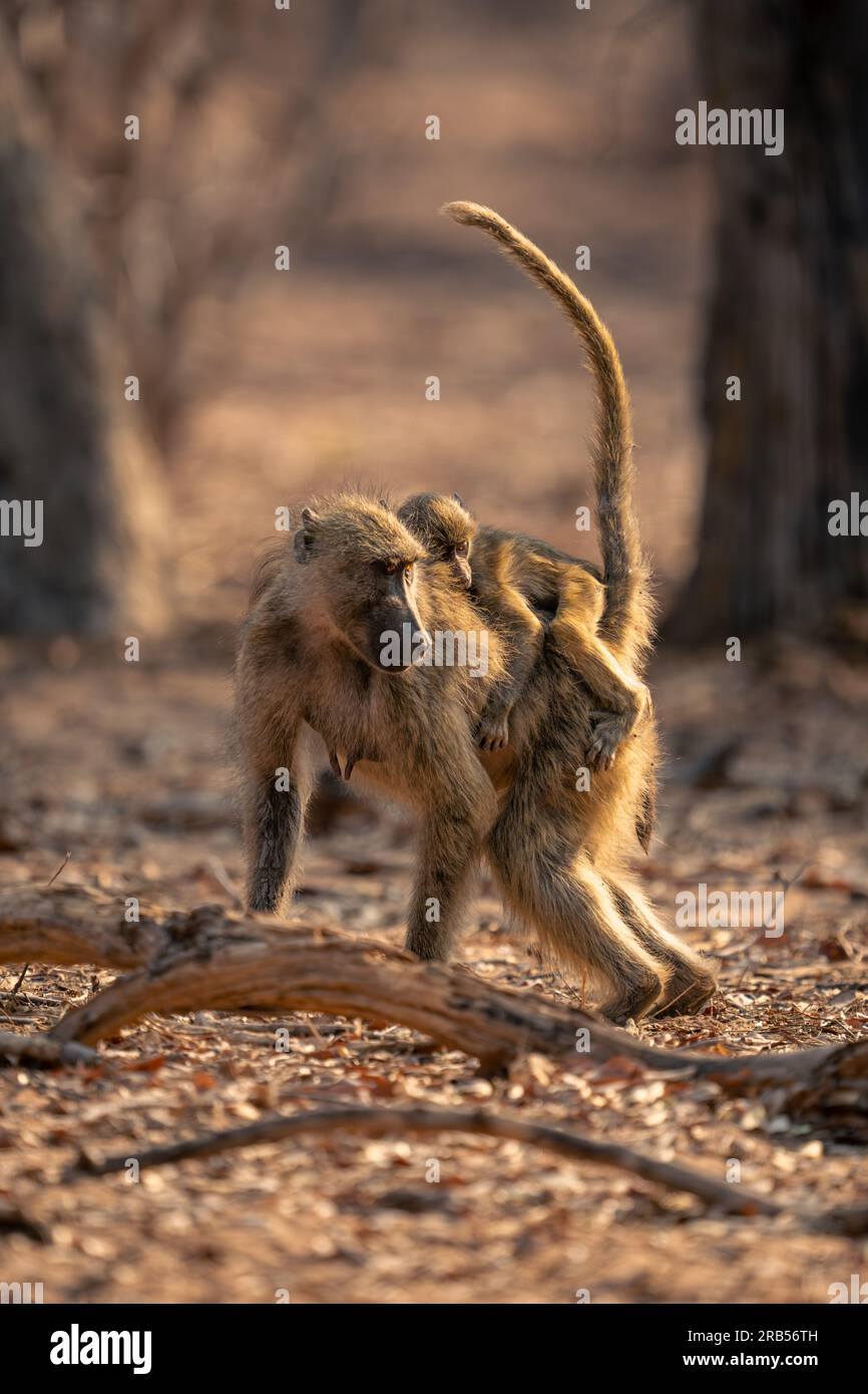 Chacma baboon turns with baby on back Stock Photo - Alamy