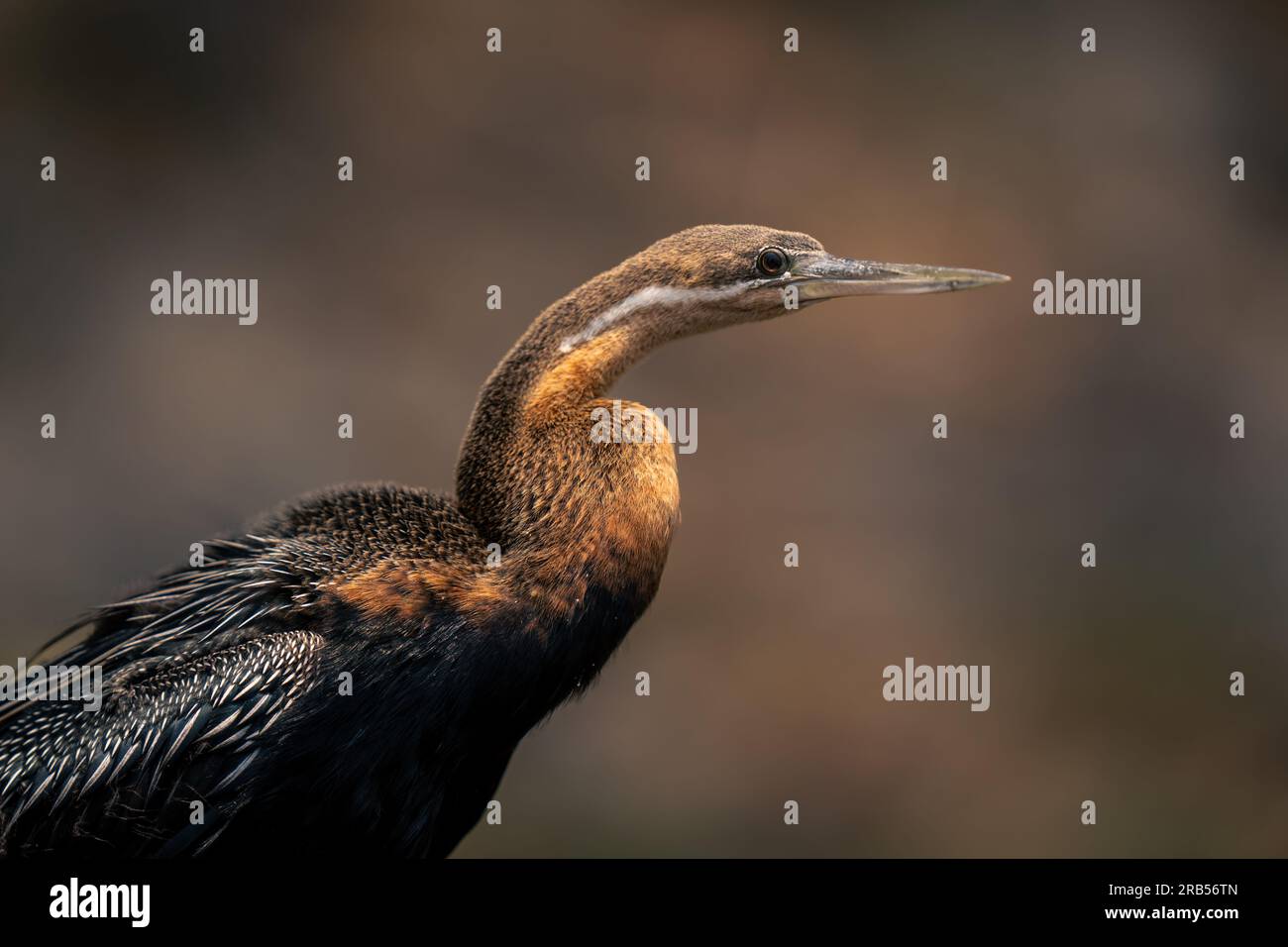 Close-up of African darter head and body Stock Photo - Alamy