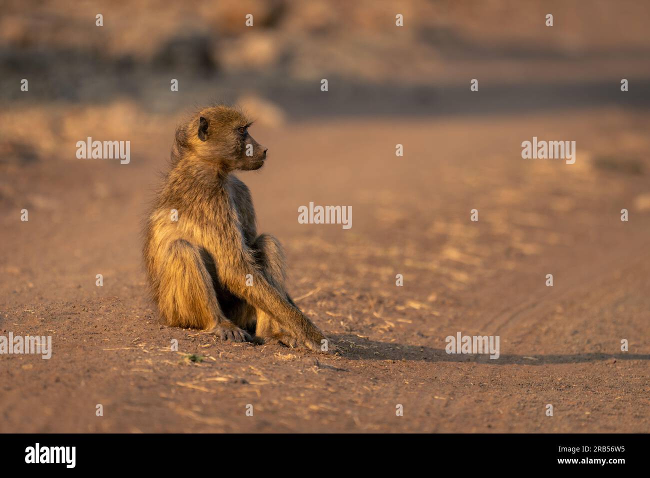Chacma baboon sits on track casting shadow Stock Photo - Alamy