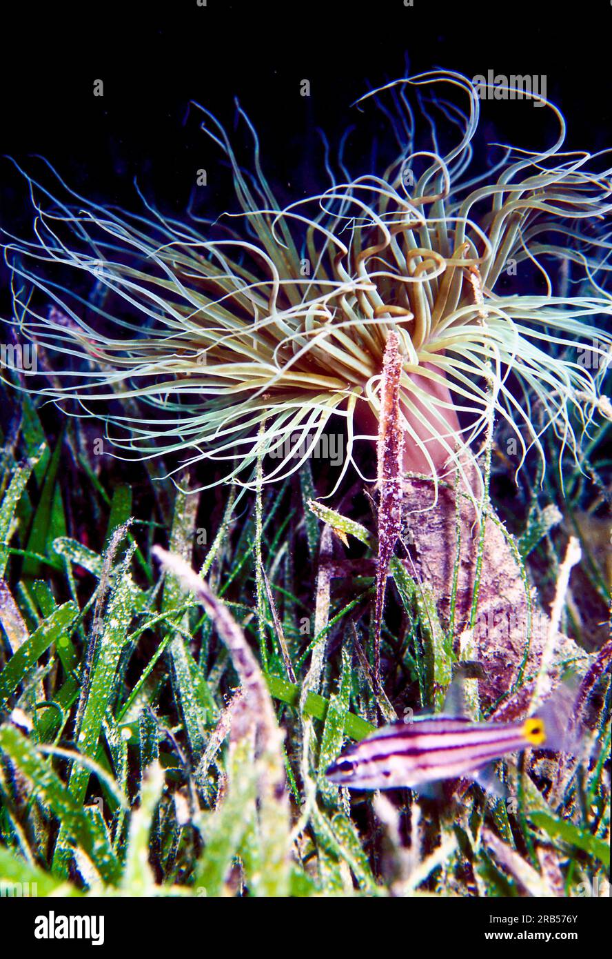 A large tube-anemone (Cerianthus sp.) dwelling in a sea grass bed in ...