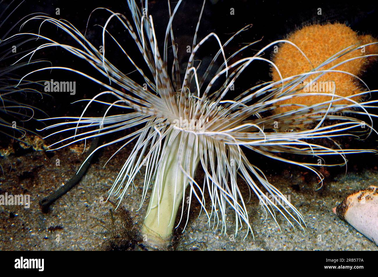 Lesser cylinder anemone (Cerianthus lloydii), an Atlantic species of ...