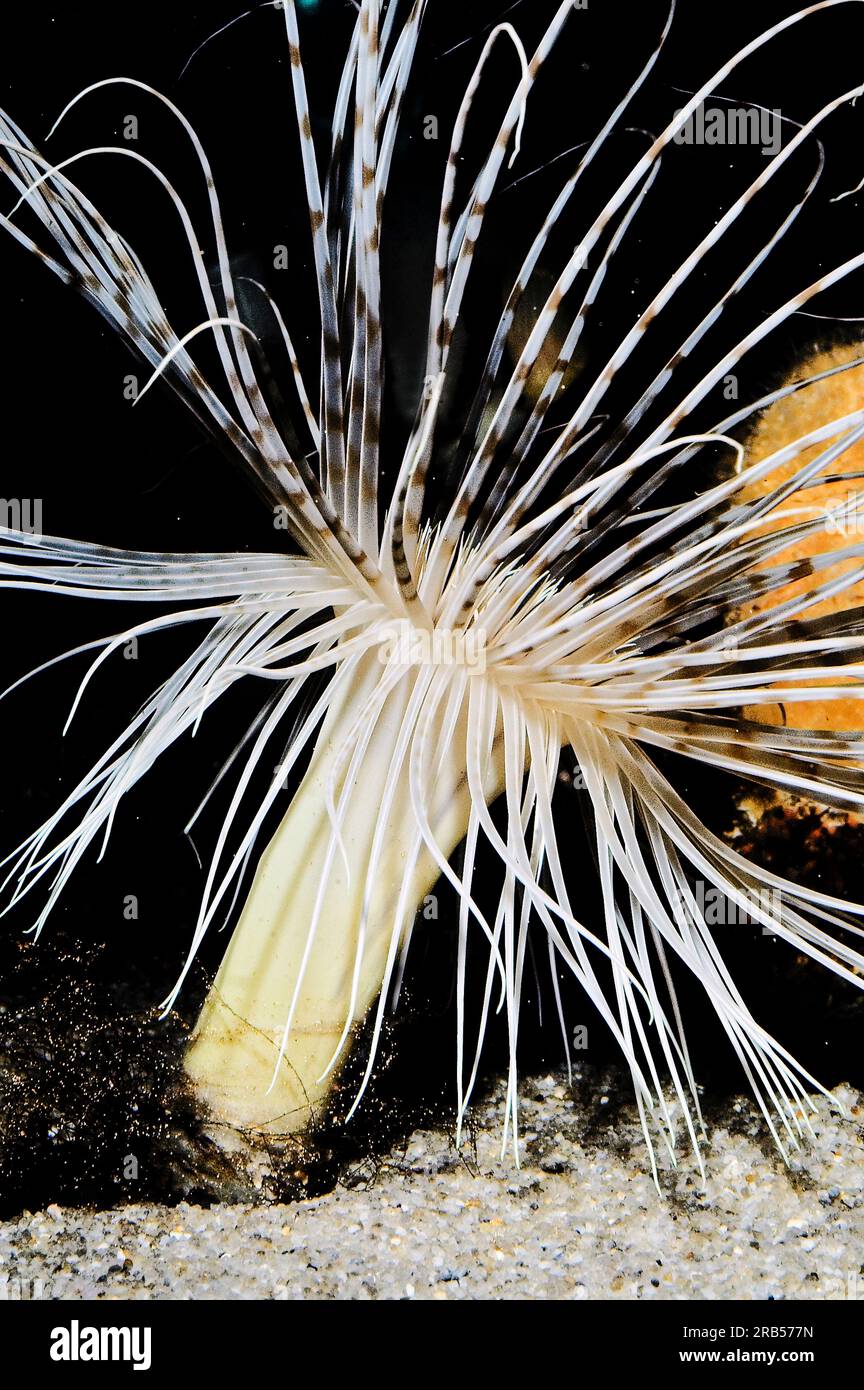 Lesser cylinder anemone (Cerianthus lloydii), an Atlantic species of ...