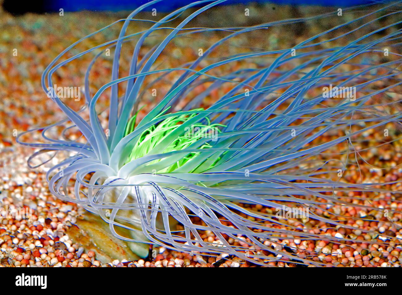 Tubeanemones hi-res stock photography and images - Alamy