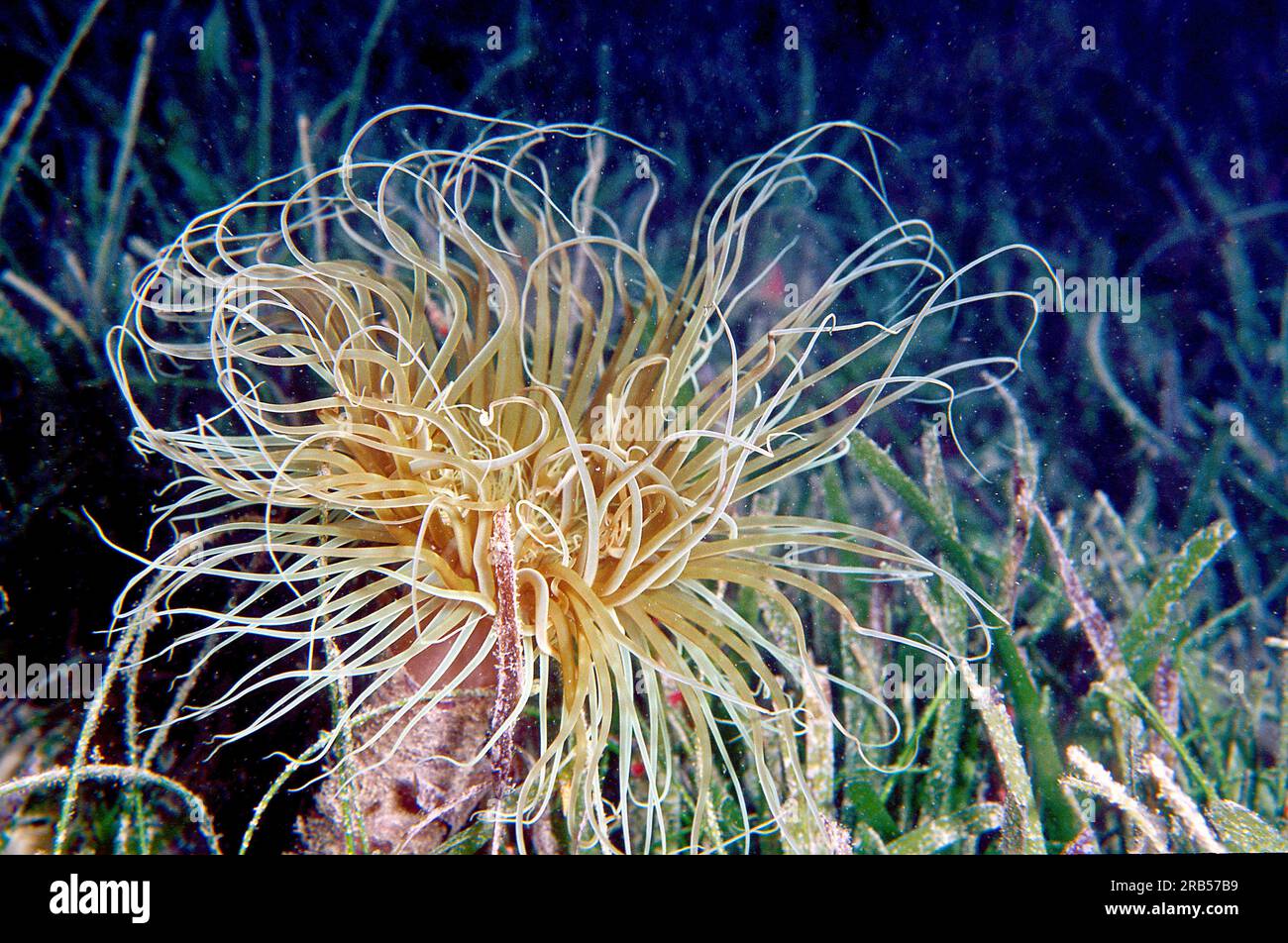 A large tube-anemone (Cerianthus sp.) dwelling in a sea grass bed in ...