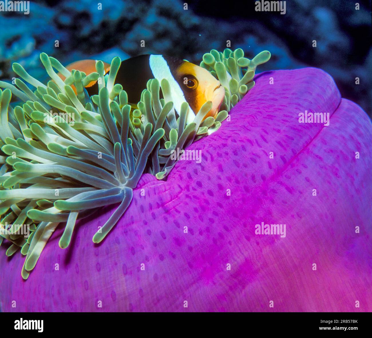 Ritter anemone hi-res stock photography and images - Alamy