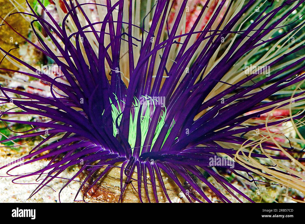 Tubeanemones hi-res stock photography and images - Alamy
