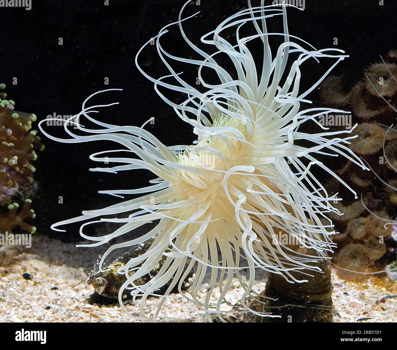 Tube dwelling anemones hi-res stock photography and images - Alamy