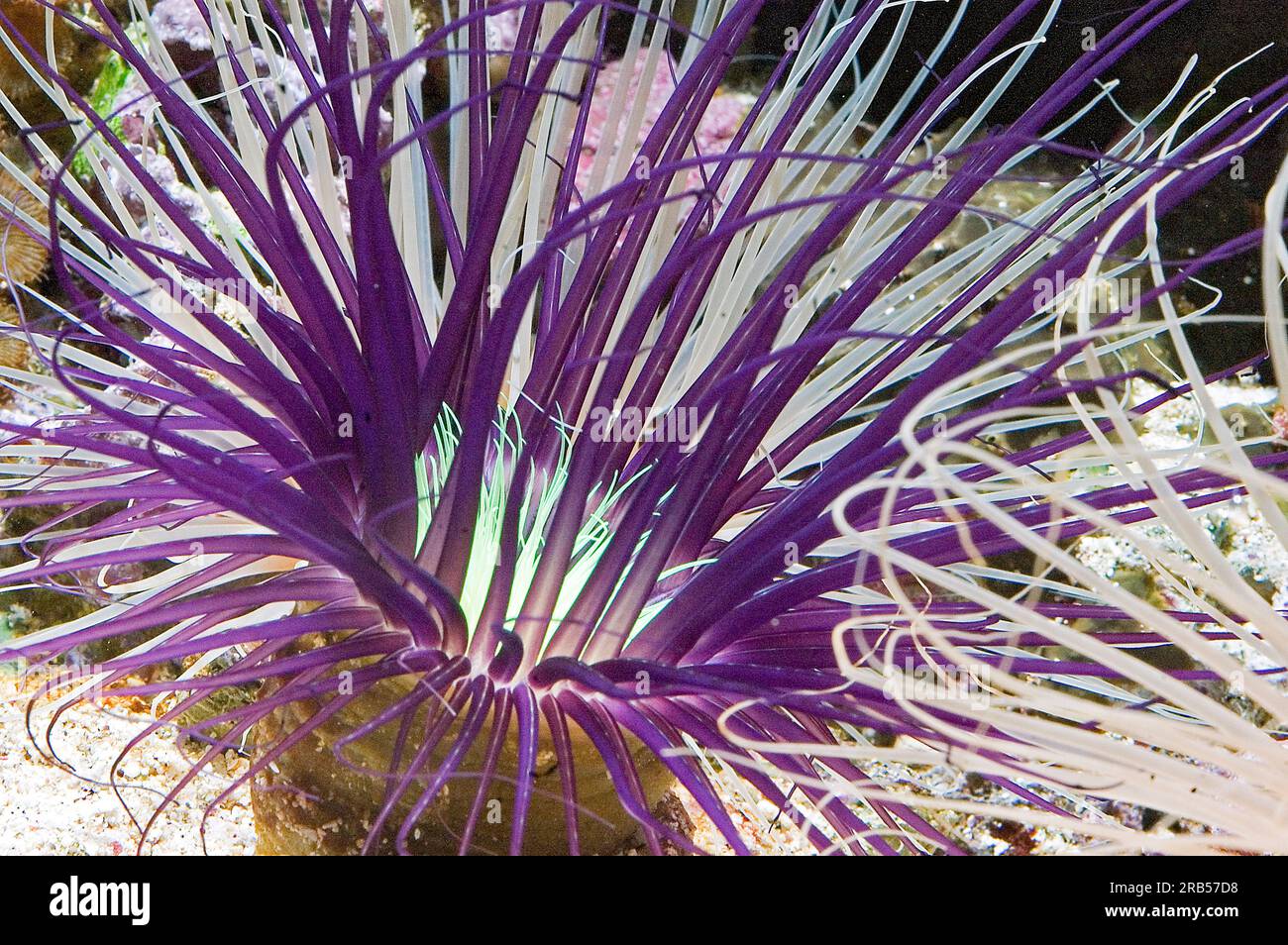 Tubeanemone hi-res stock photography and images - Alamy