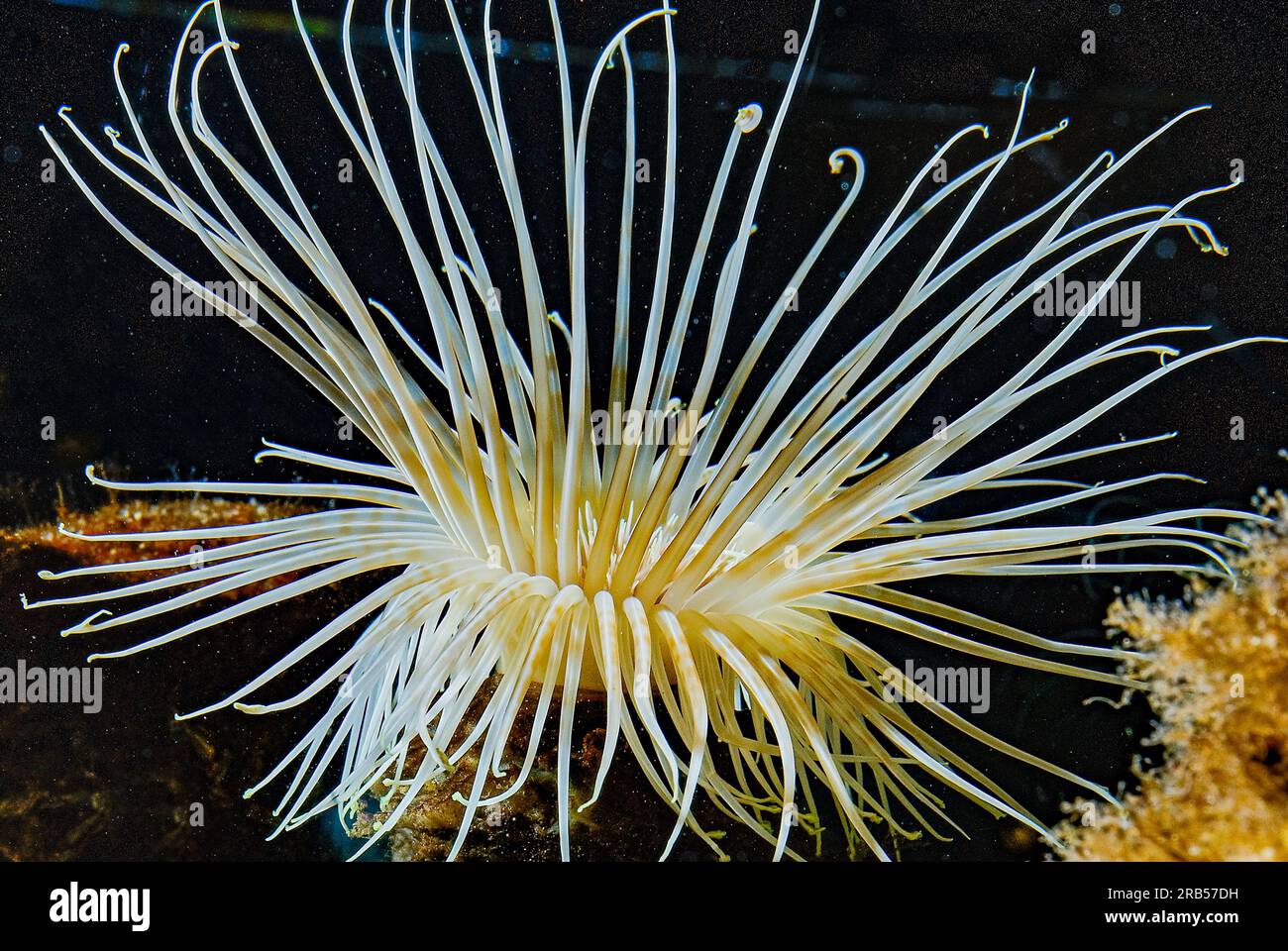Lesser cylinder anemone (Cerianthus lloydii), an Atlantic species of ...