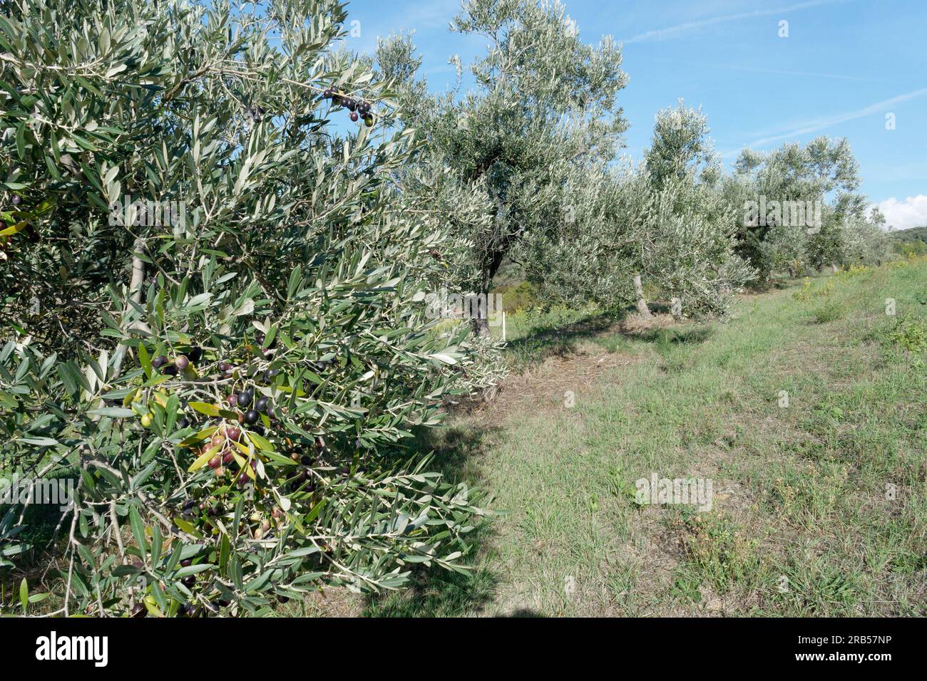 Mediterranean olive tree with ripe olives in the tuscan countryside ...
