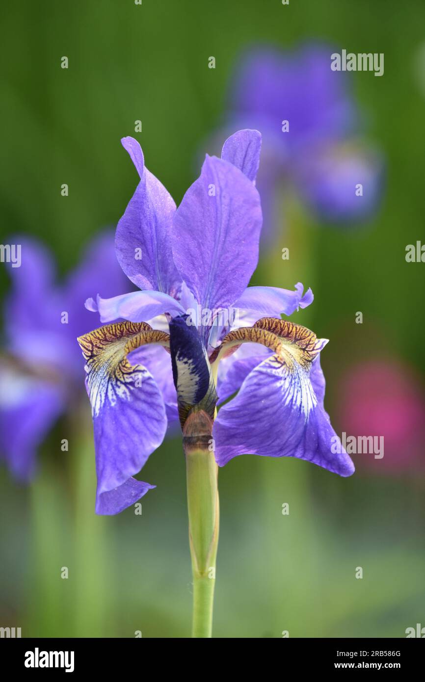 Beautiful garden with a blooming Siberian iris flower blossom in the ...