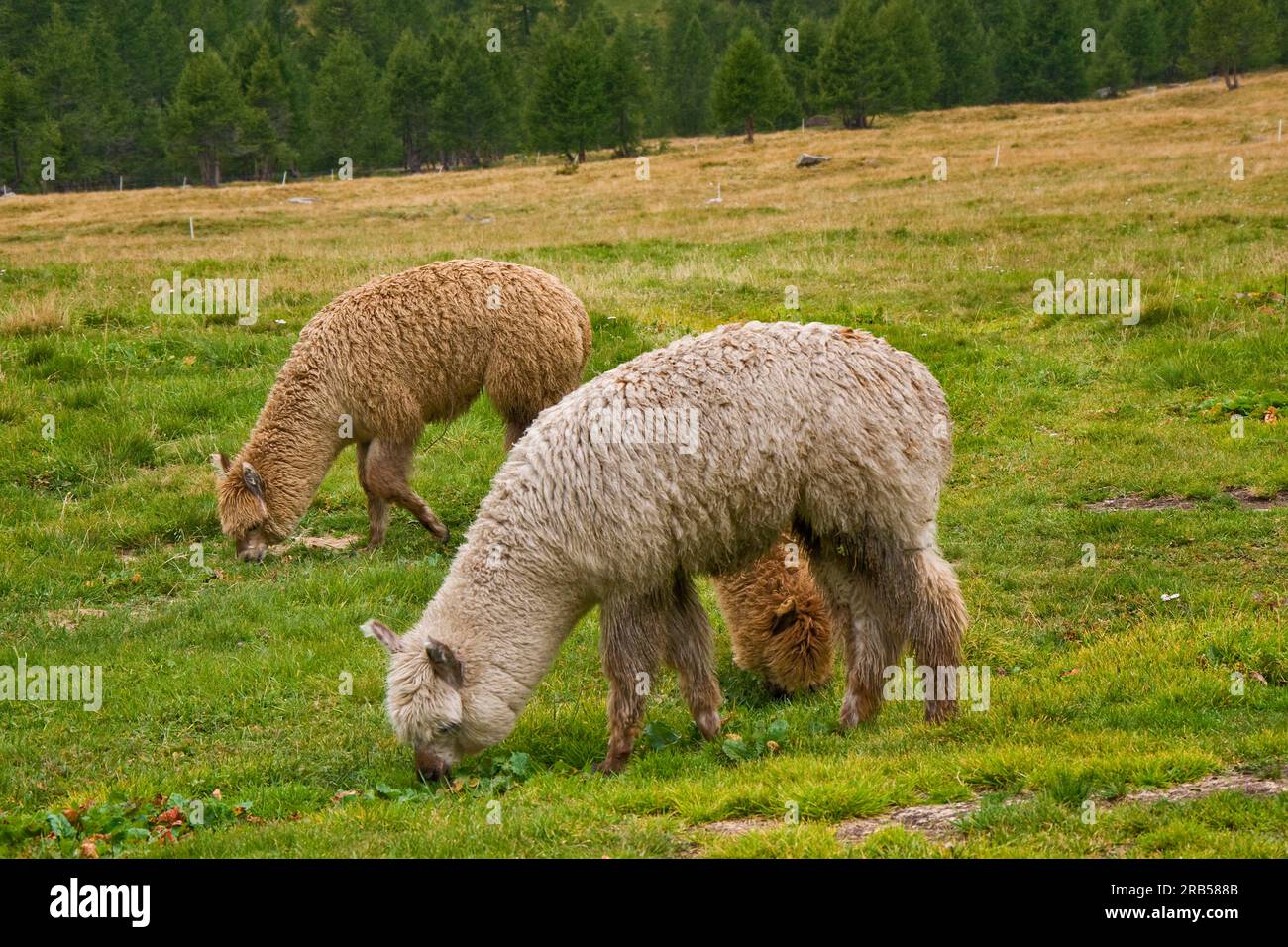 Alpaca italy hi-res stock photography and images - Alamy