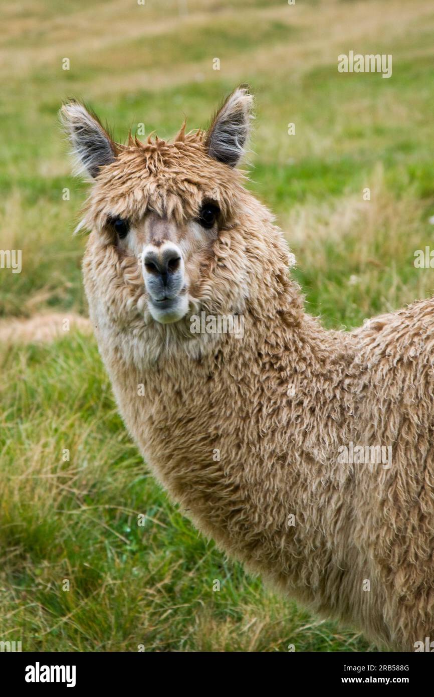 Alpaca italy hi-res stock photography and images - Alamy