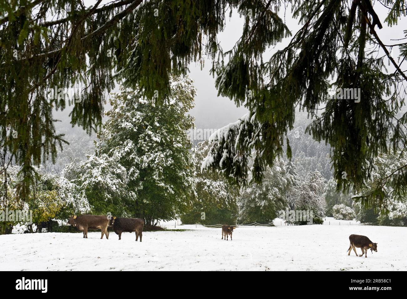 Fussen bavaria snow hi-res stock photography and images - Alamy