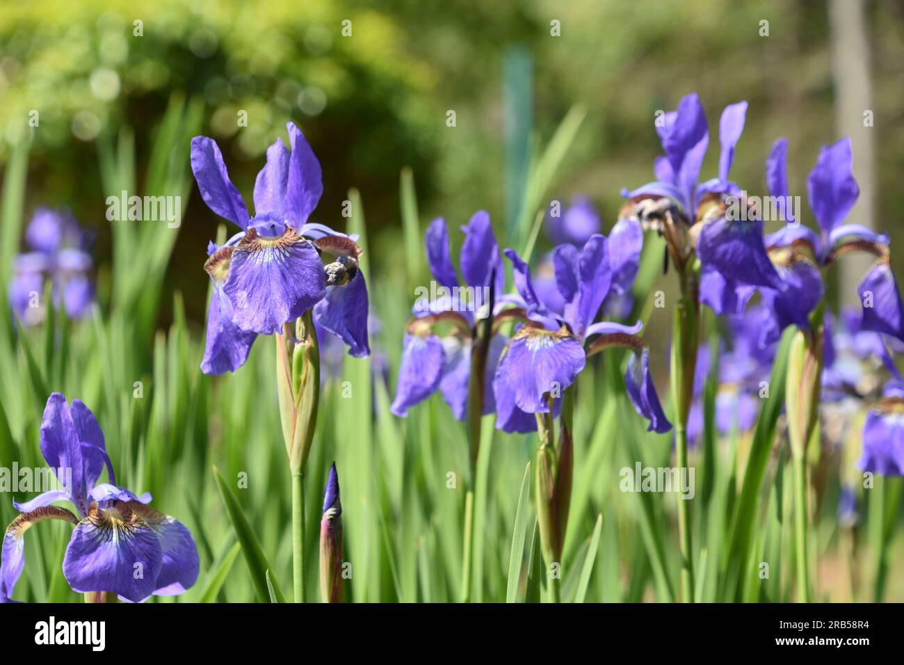 Stunning garden with flowering purple Siberian iris flowers in bloom ...