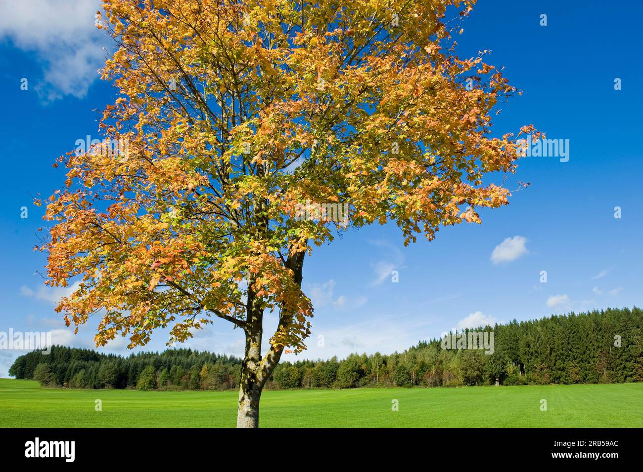 Tree bavaria hi-res stock photography and images - Alamy