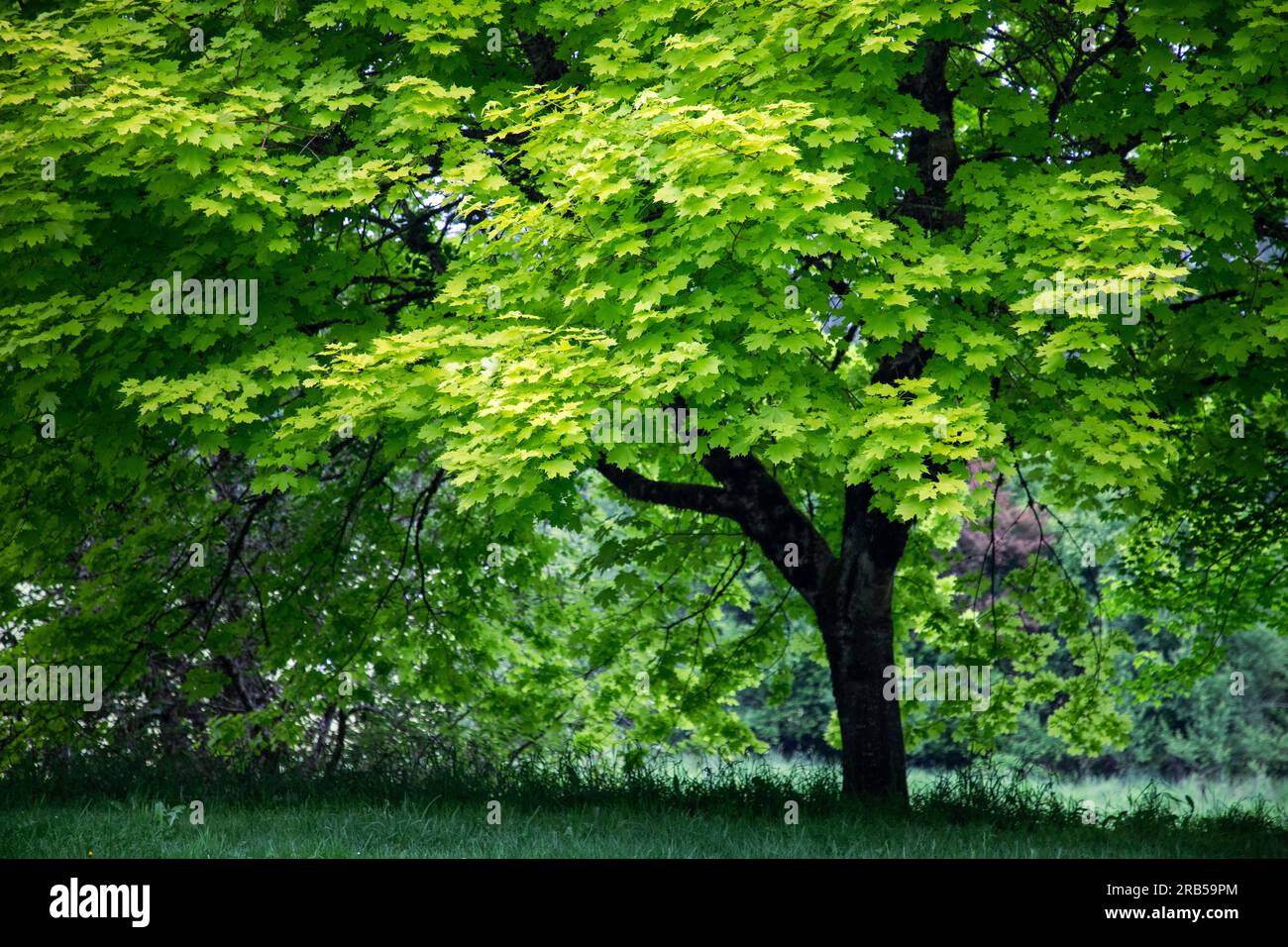 Oak tree lime tree hi-res stock photography and images - Alamy