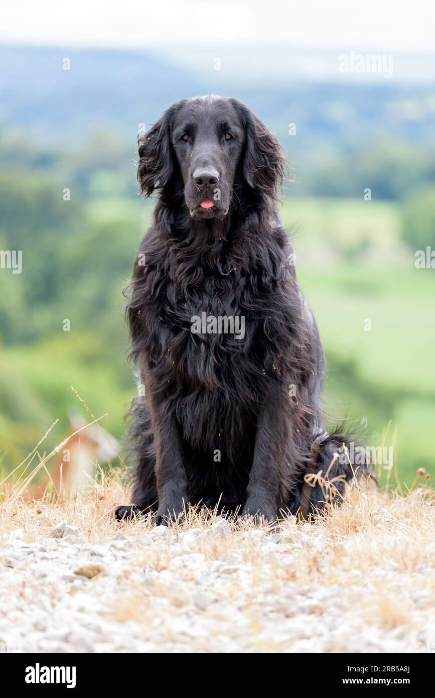 Flat Coated Retriever Dog Stock Photo - Alamy