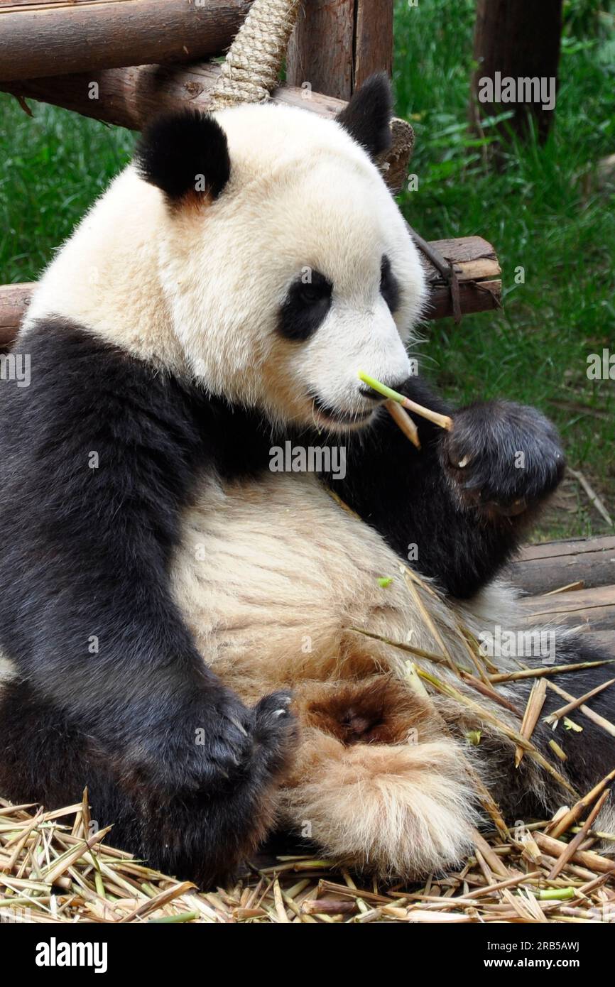 Chengdu research base of giant panda breeding. sichuan. China Stock ...