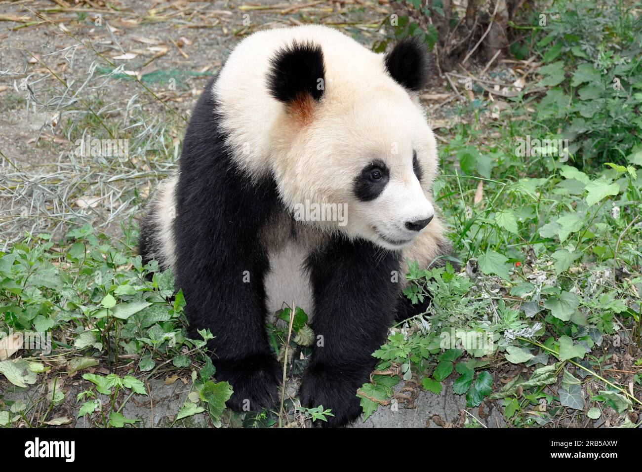 Chengdu research base of giant panda breeding. sichuan. China Stock ...