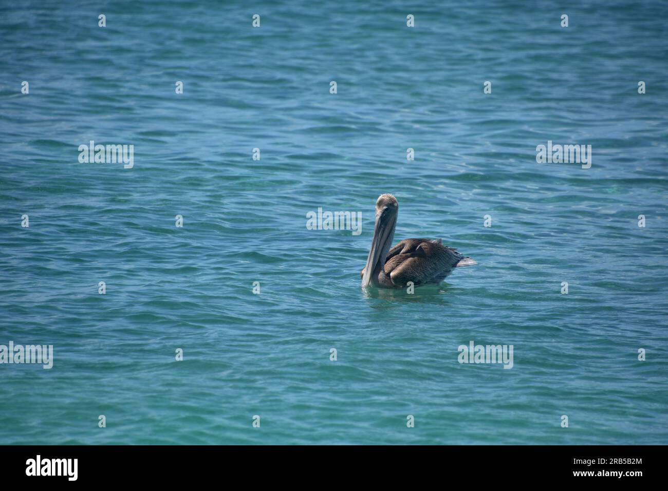 Large pelican floating in the tropical ocean waters in Aruba Stock ...