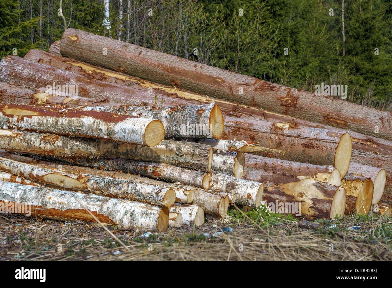 Logs of birch tree and pine in a pile next to a forest in Finland Stock ...