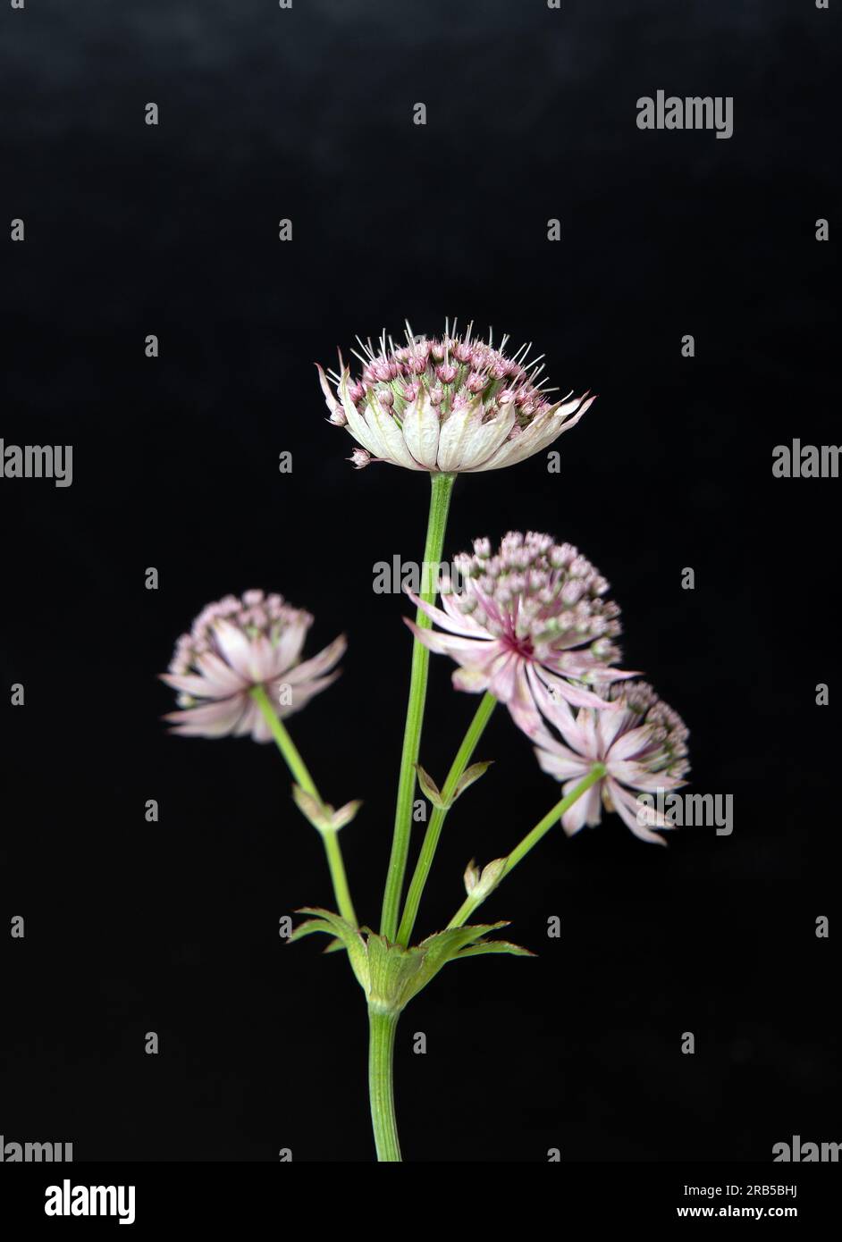 Great Masterwort, Astrantia major flower head on black background Stock ...