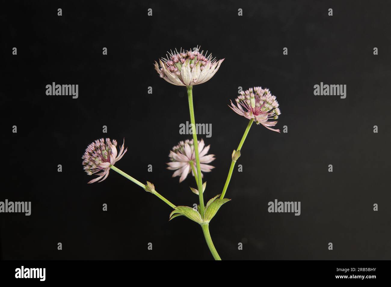 Great Masterwort, Astrantia major flower head on black background Stock ...
