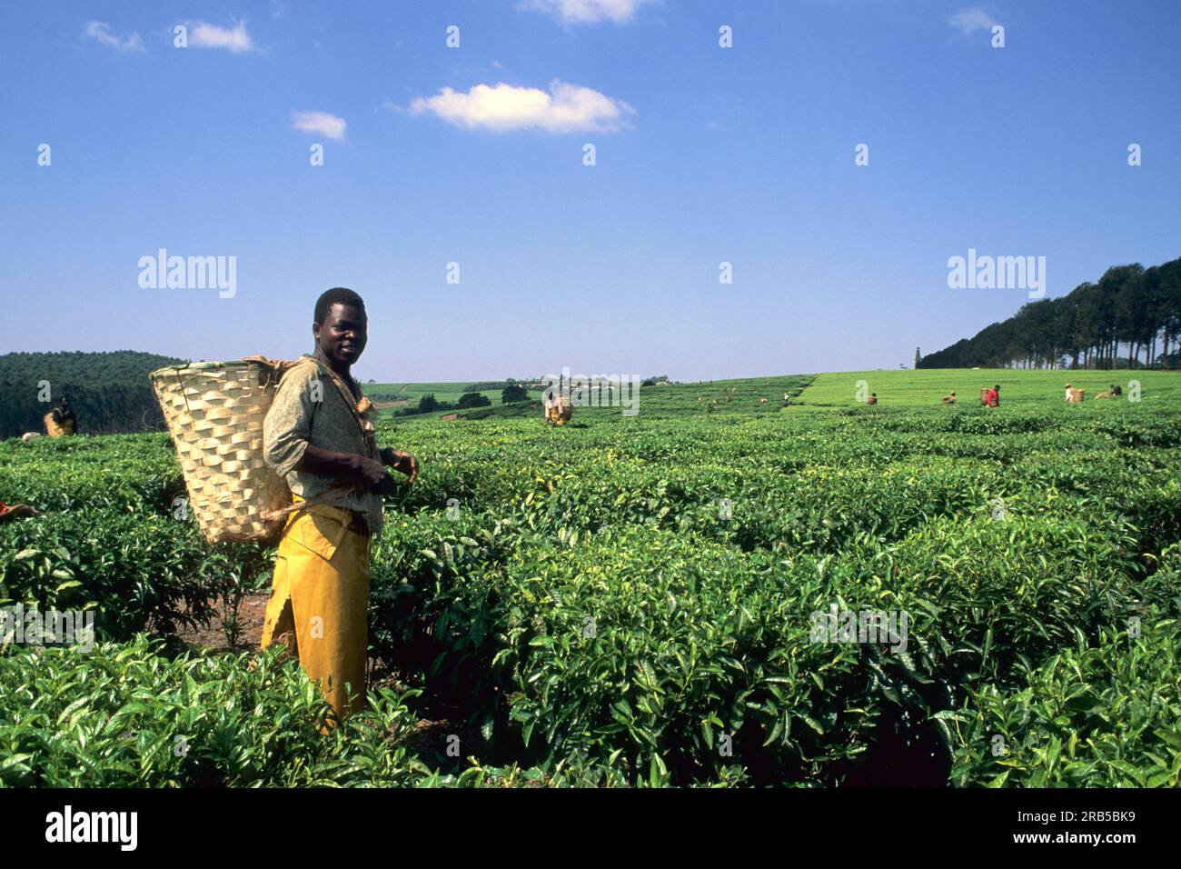 Tea Plantation. Thyolo. Malawi. Africa Stock Photo - Alamy