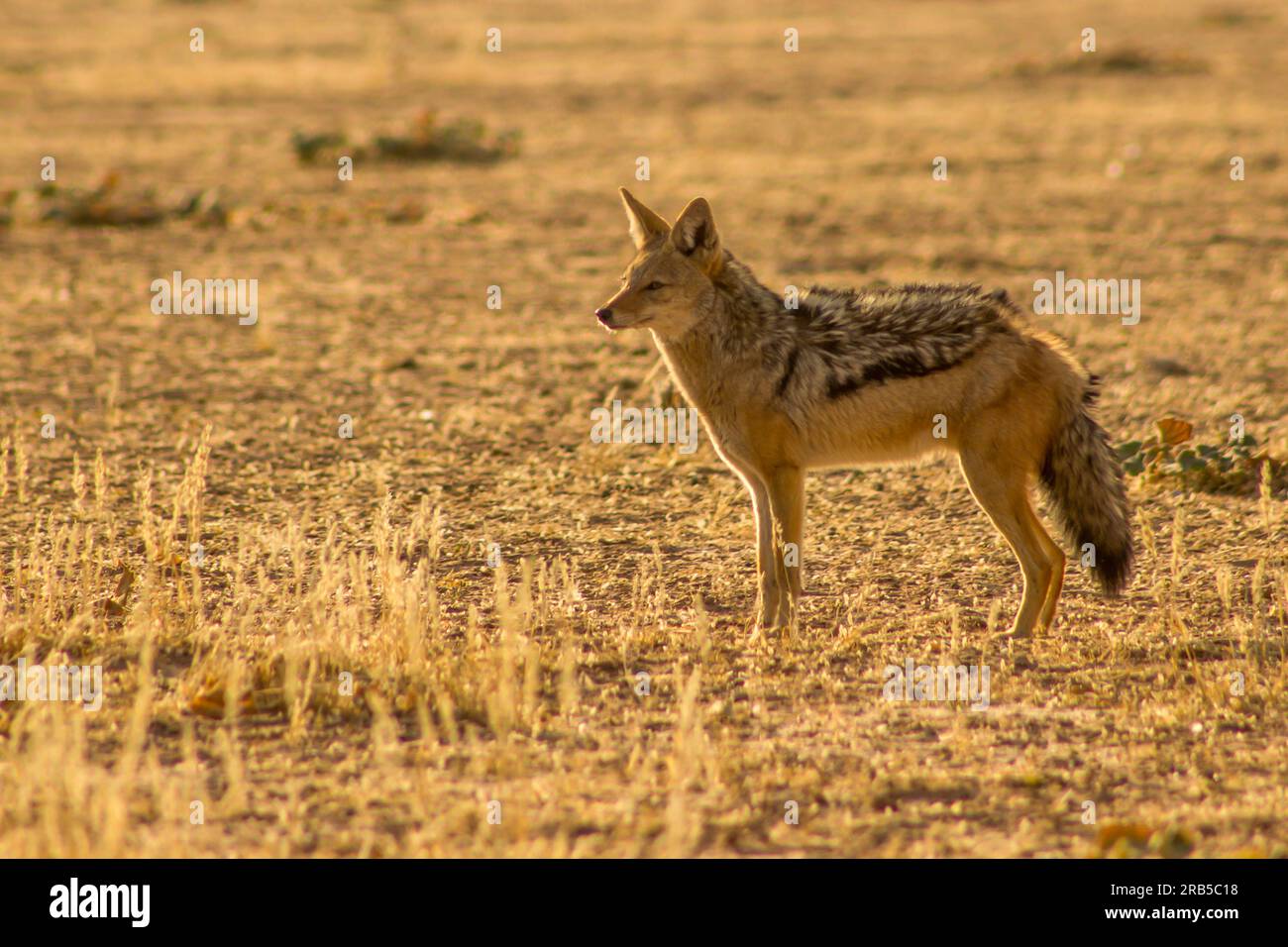 A solitary black-backed Jackal in the golden light of the early morning ...