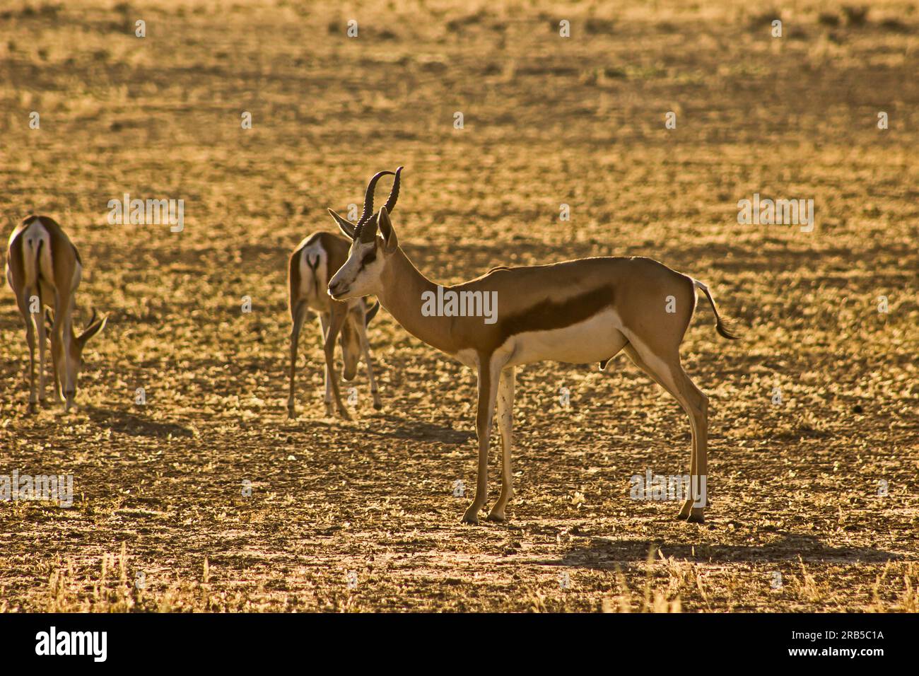 A springbok, backlit in the golden light of the late afternoon in the ...