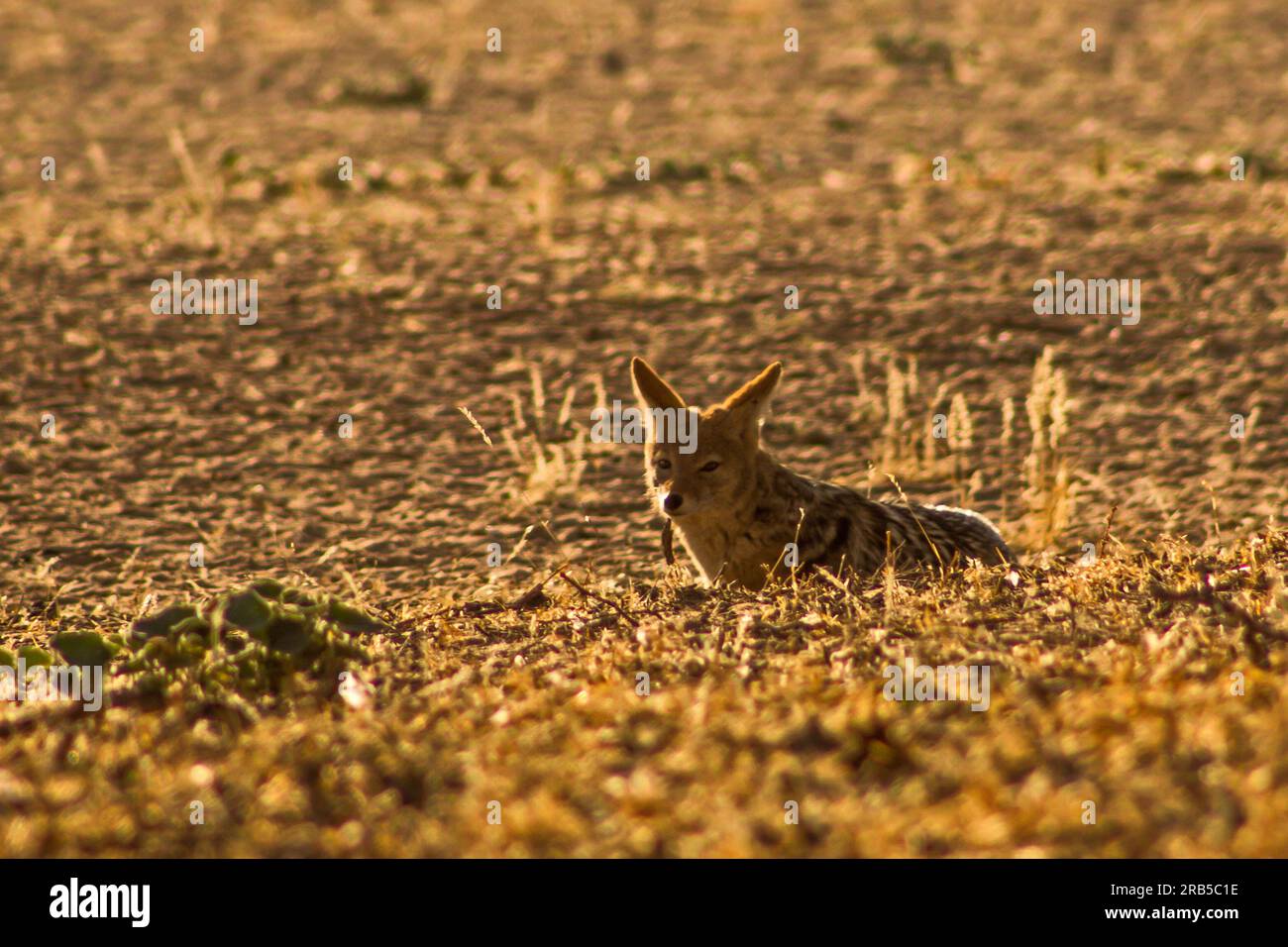 A solitary black backed jackal lying down in the golden Afternoon light ...
