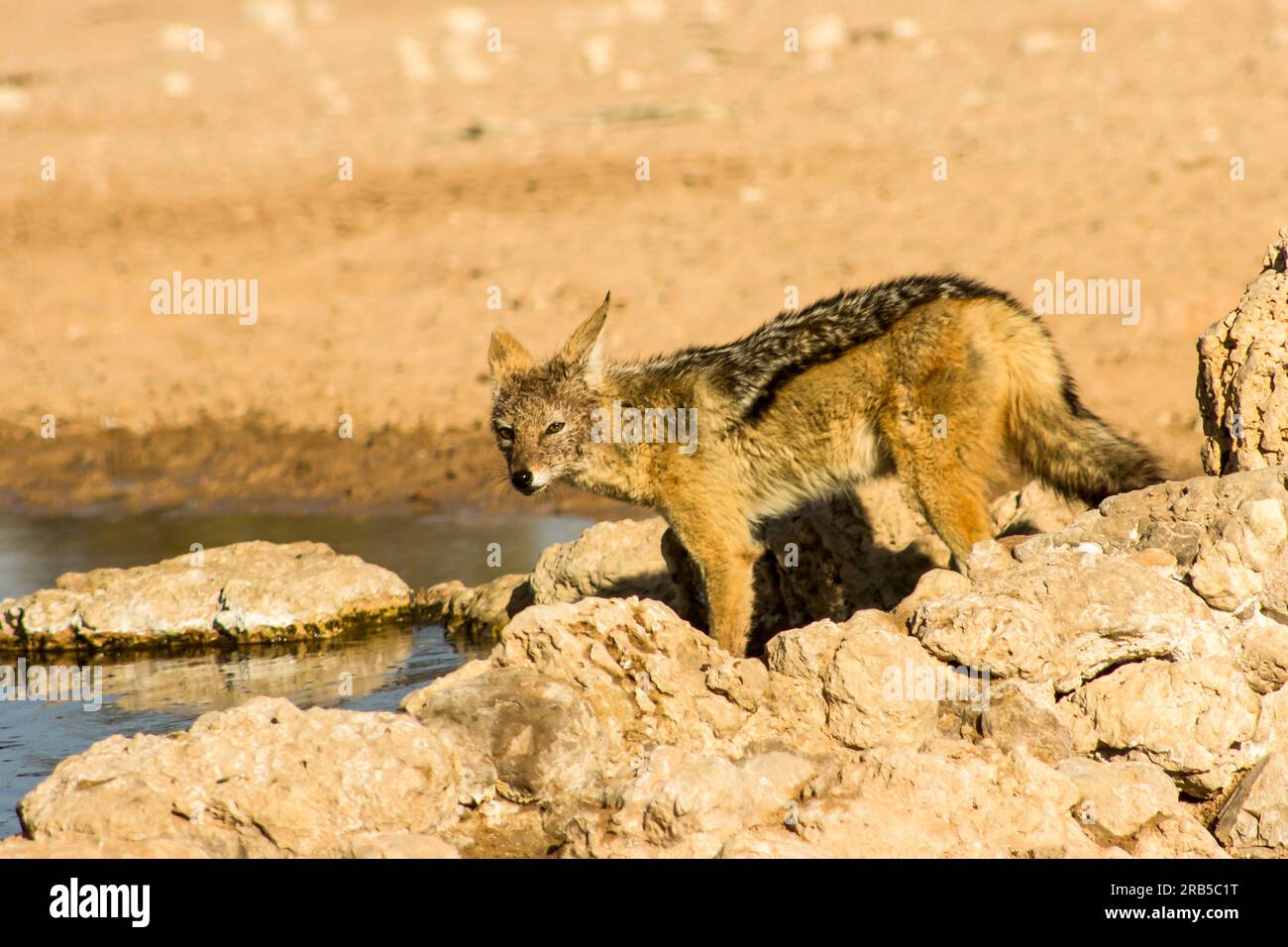 A black-backed Jackal, Canis mesomelas at looking around carefully at a ...