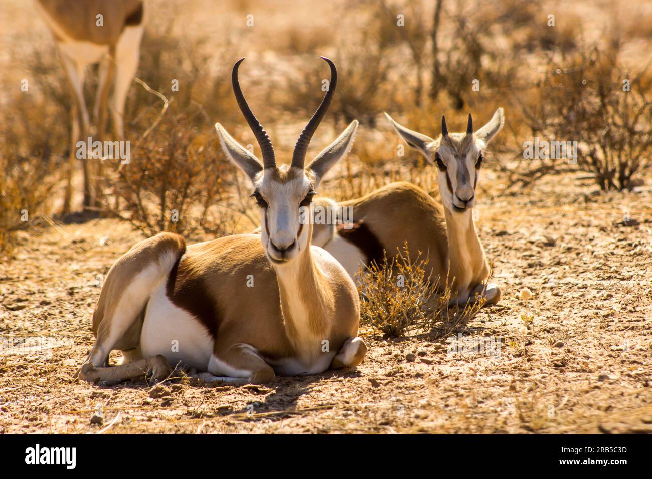 Springbok lying down in desert hi-res stock photography and images - Alamy