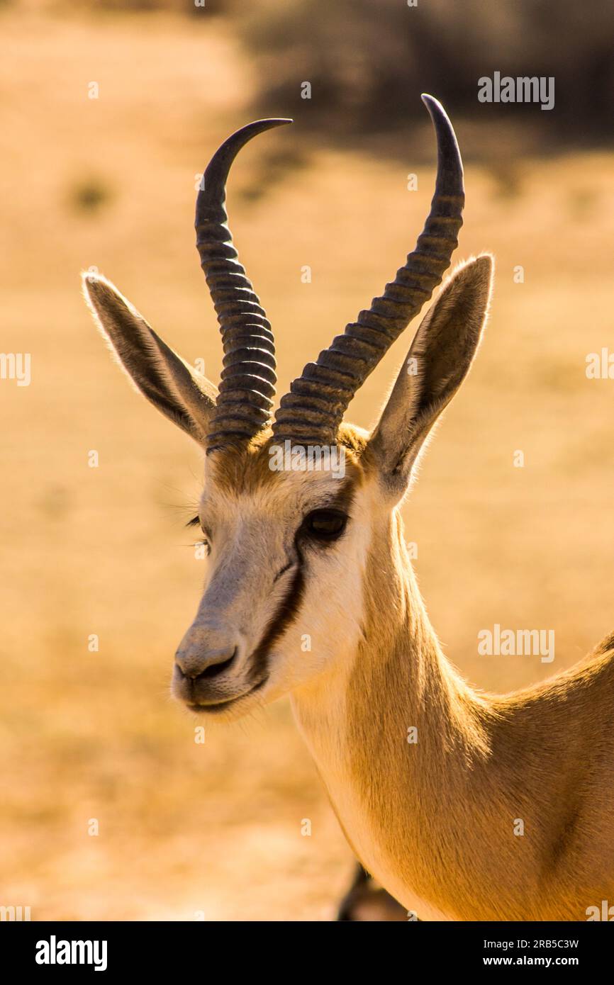Head photo of a Springbok Ram, Antidorcus Marsupialis, in the Kgalagadi ...