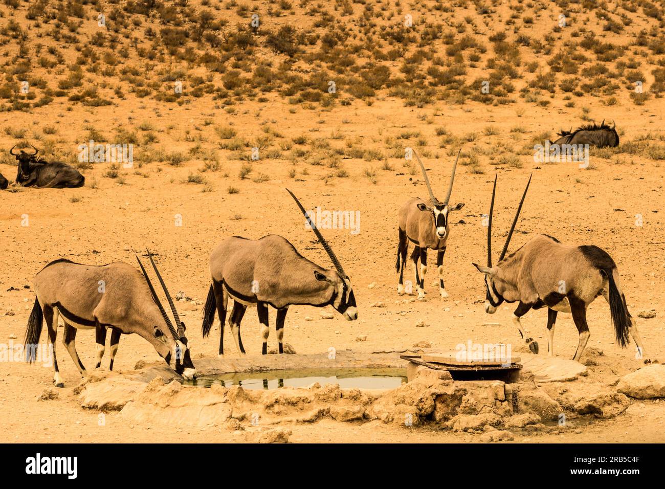 A small herd of Gemsbok Oryxes, Oryx gazella, congregating at a small ...