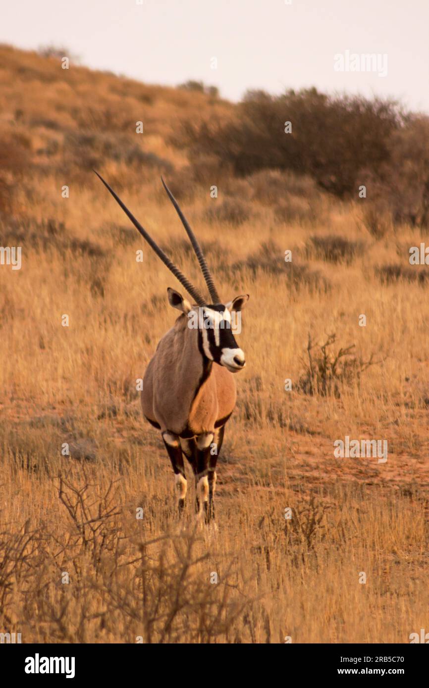 Xeric animal hi-res stock photography and images - Alamy