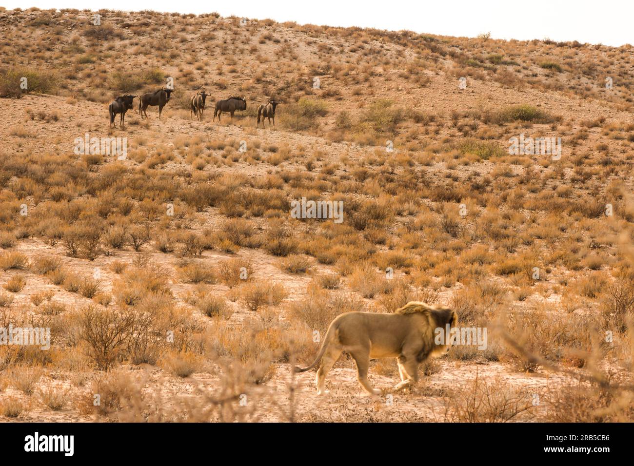 A majestic male Kalahari Lion patrolling his territory, with a group of ...