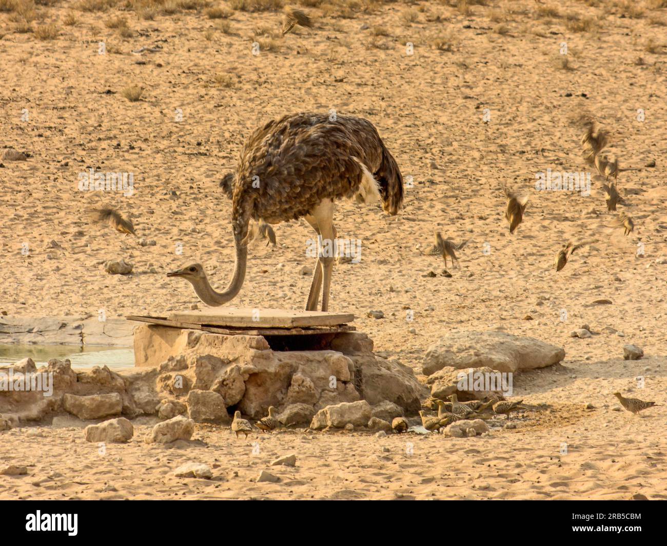 A female Ostrich at a waterhole surrounded by a small flock of Namaqua ...