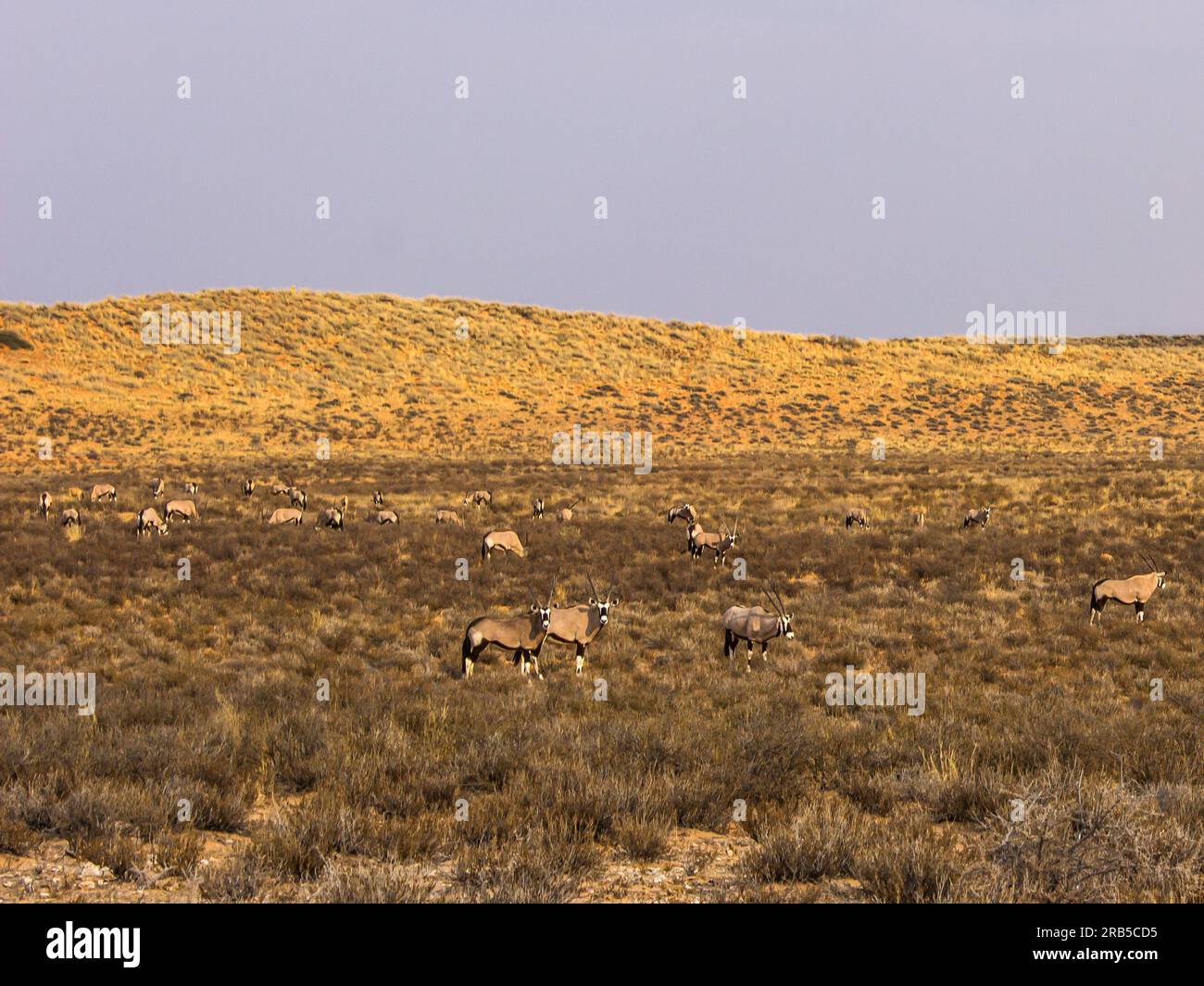 Xeric savanna hi-res stock photography and images - Alamy