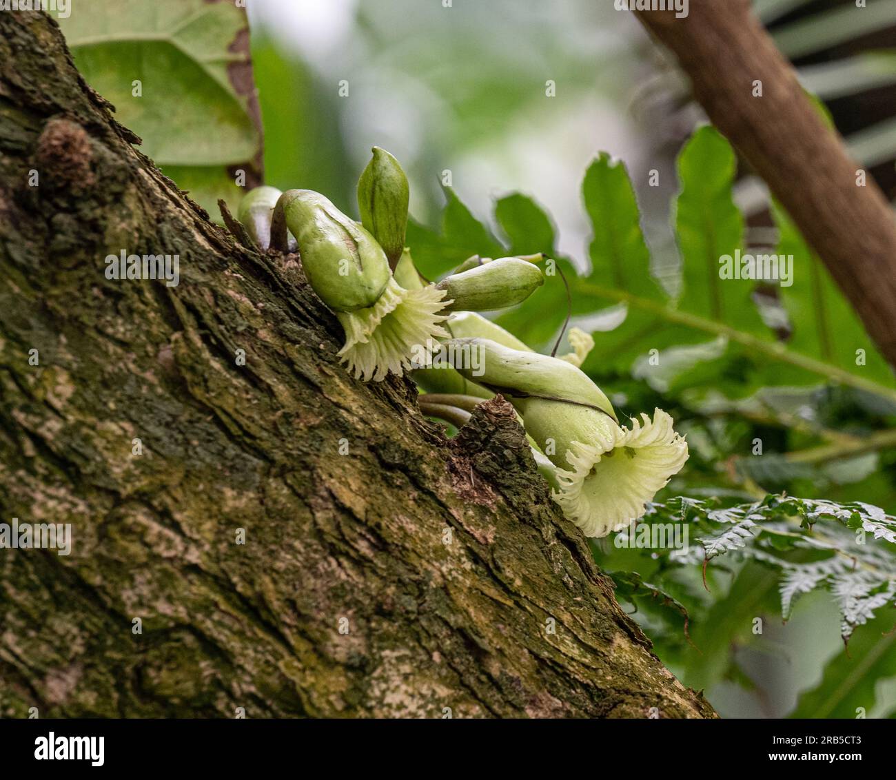 Amphitecna macrophylla, commonly known as black calabash or chaff-bush ...