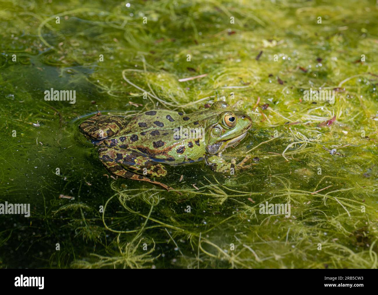 Green european edible frog hi-res stock photography and images - Alamy