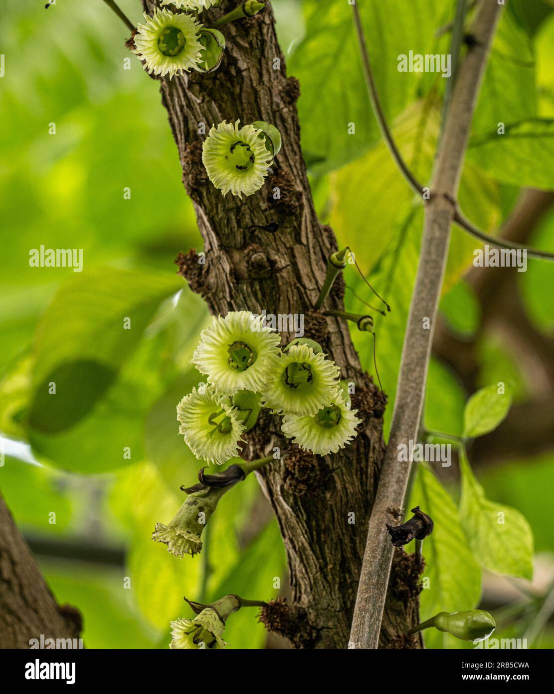 Amphitecna megalophylla hi-res stock photography and images - Alamy