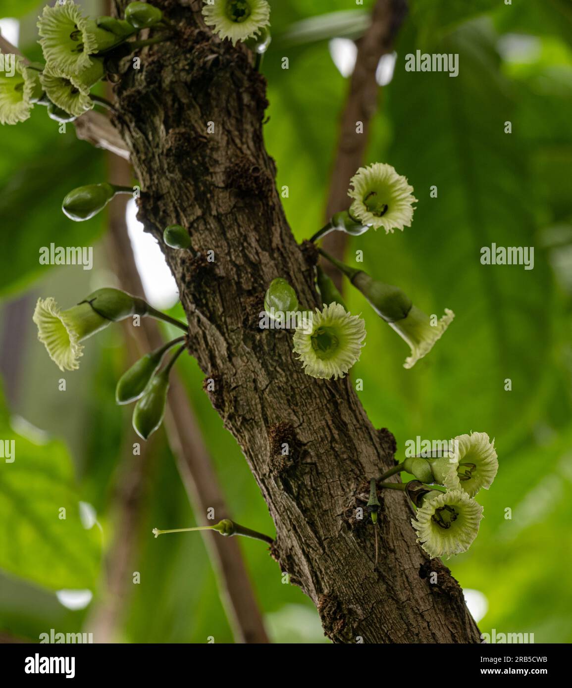 Calabash plant hi-res stock photography and images - Alamy