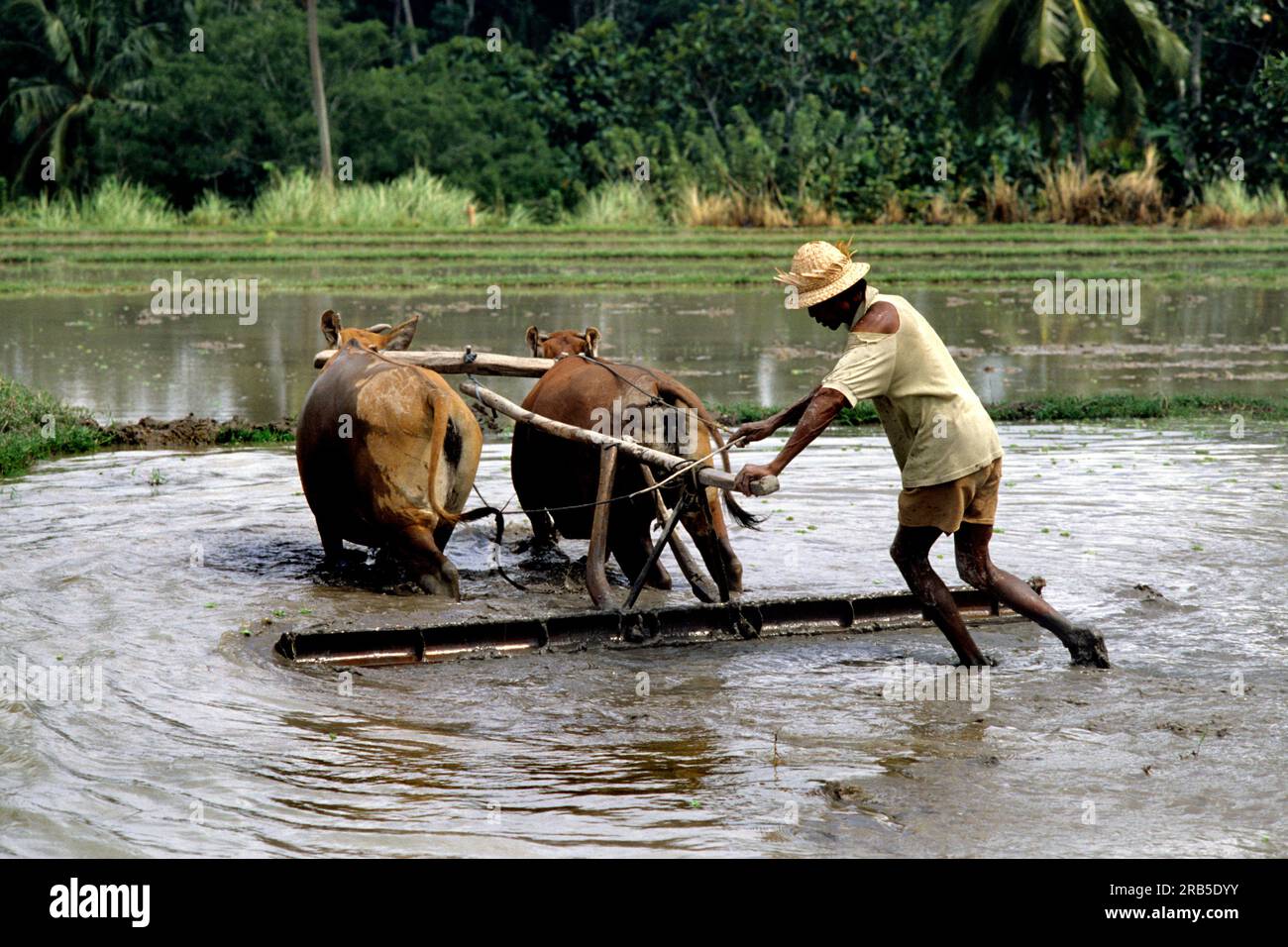 Agriculture. Bali. Indonesia. Asia Stock Photo - Alamy