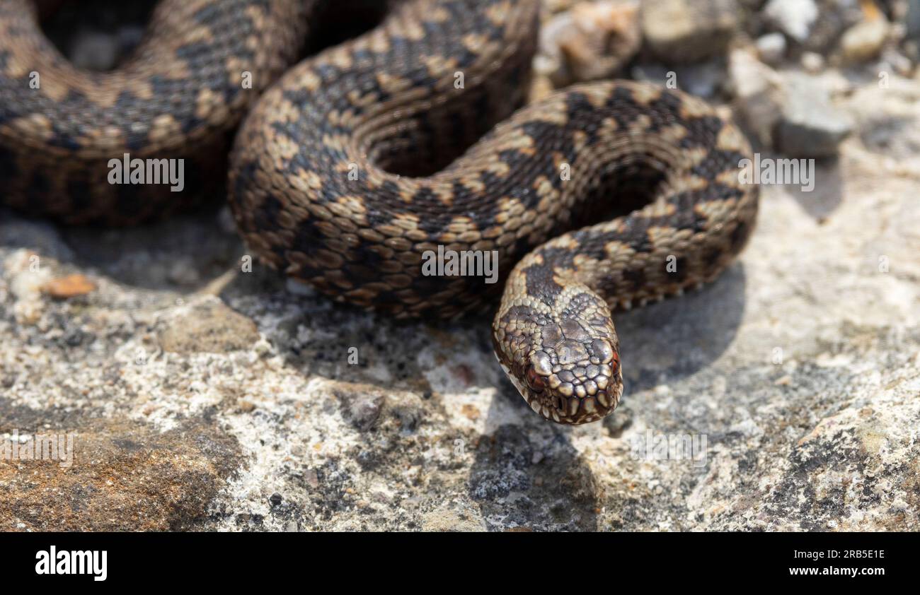 The European Viper is the only venomous snake found in the UK. They ...