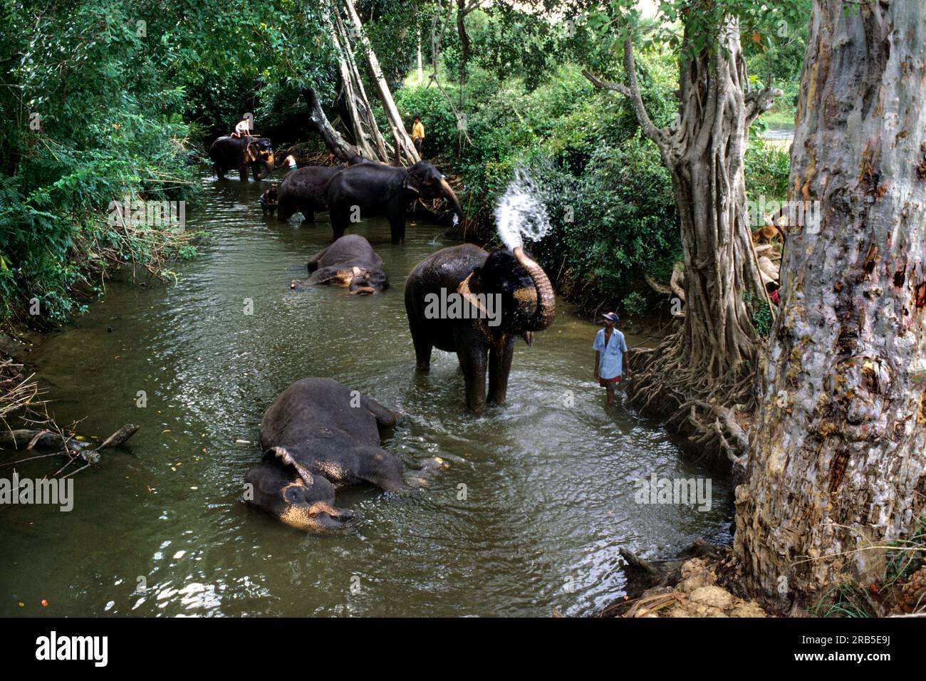 Sri lanka rivers hi-res stock photography and images - Alamy