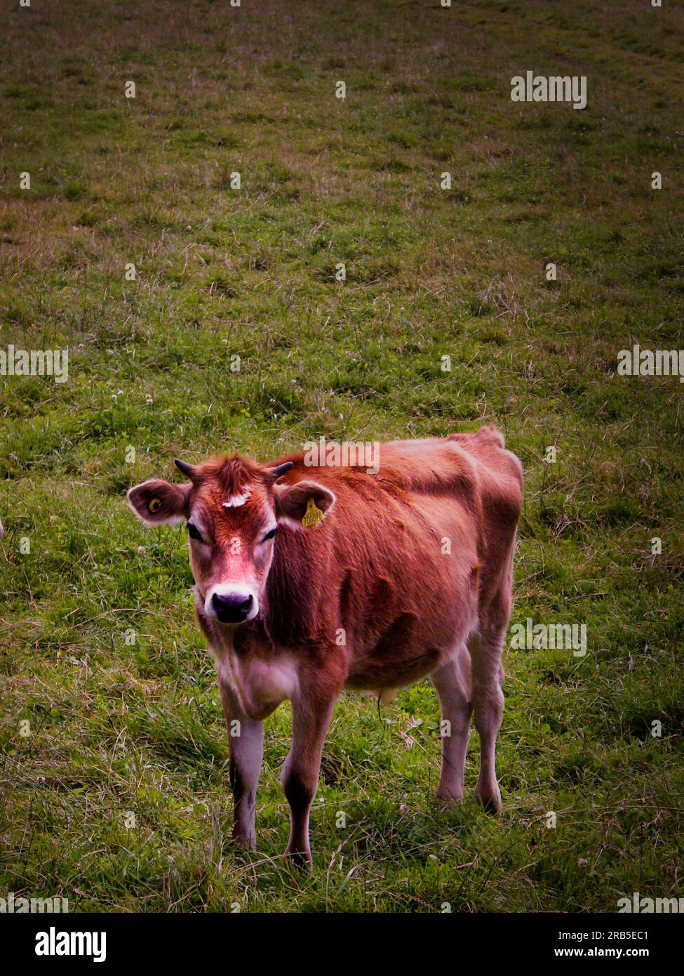 Jesse Cow Jersey CI Stock Photo - Alamy